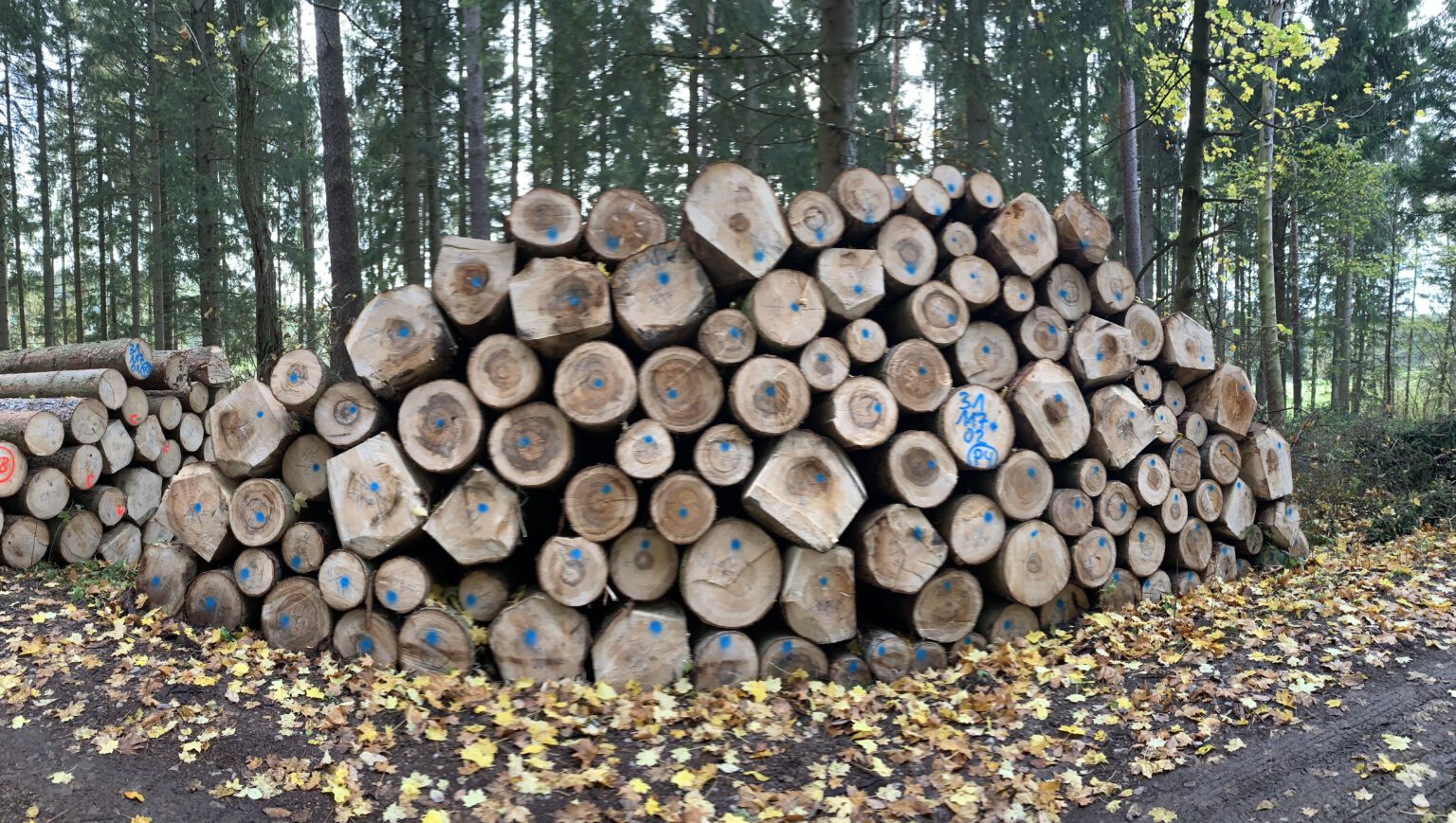 Nadel-Stammholz Palette: Kilbe - FBG Landkreis Tuttlingen