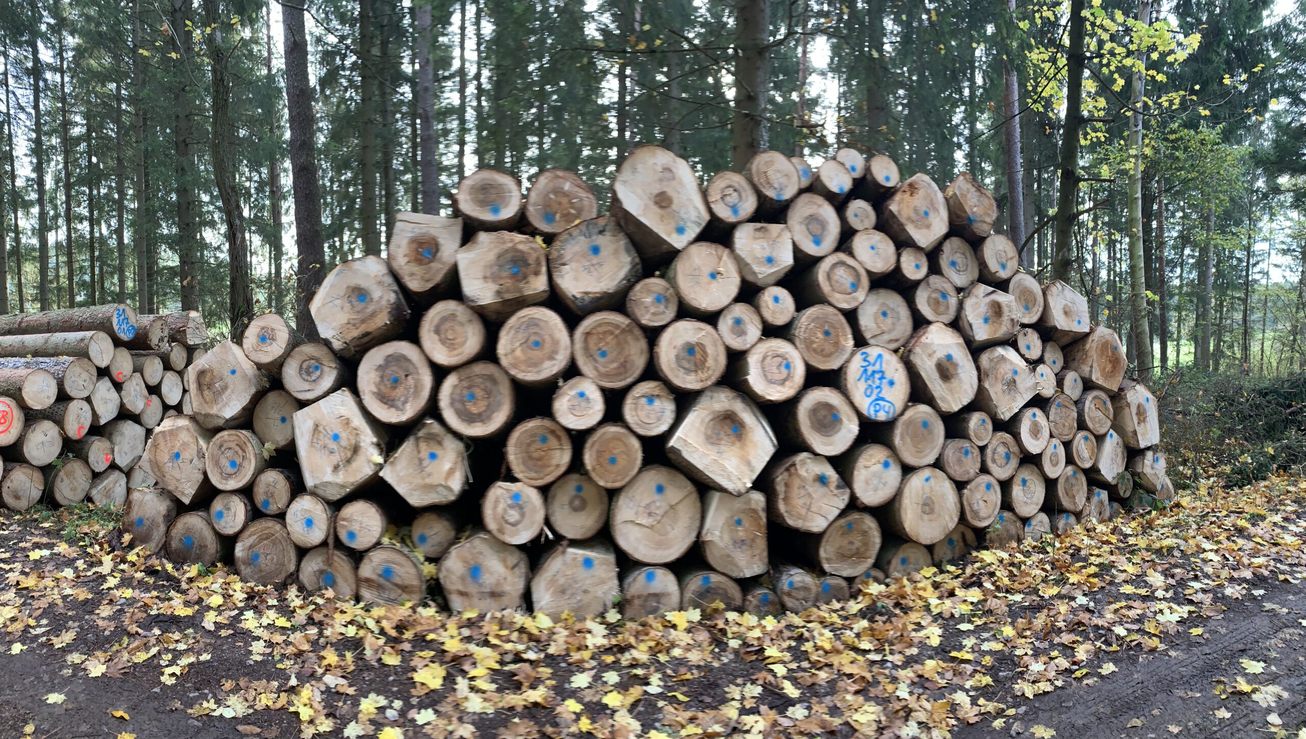 Nadel-Stammholz Palette: Kilbe - FBG Landkreis Tuttlingen